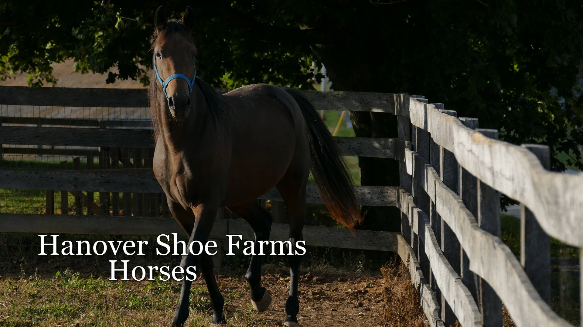 Hanover Shoe Farms Horses on Vimeo