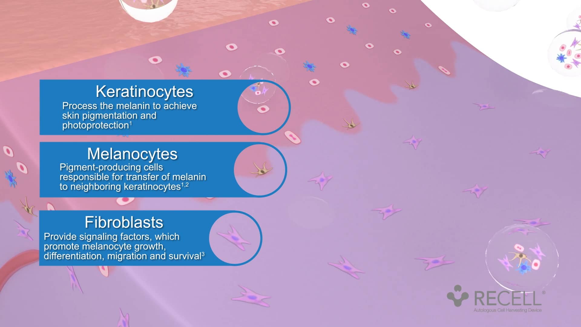 RECELL® System Mechanism of Action for Stable Vitiligo: Animated Video ...