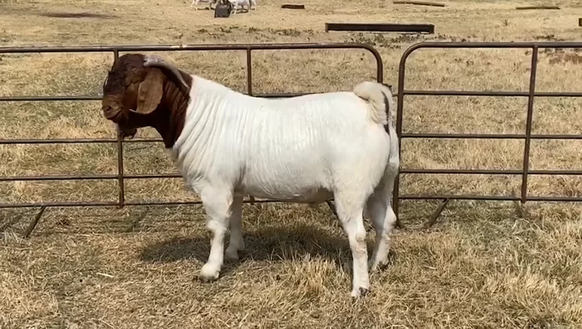 LOT 19 RAM MARIUS PRETORIUS on Vimeo