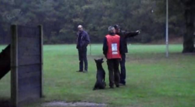 "Basta-Bazzy v/d Pioniershof" Police dog I 424 with honor on Vimeo