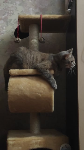 Chat Jouant Mignon - Free video on Pixabay - Pixabay