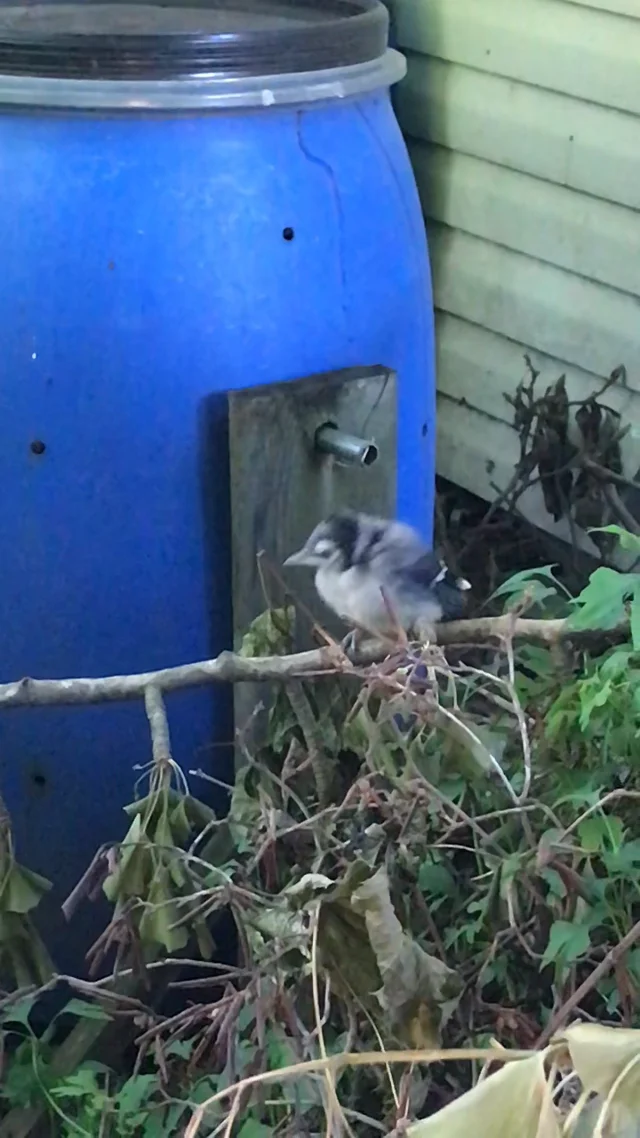 Blue Jay Bird Nest Identification