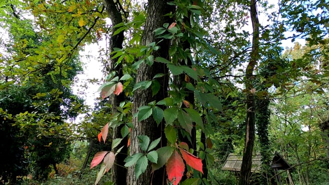 Red, Plant, Nature. Free Stock Video - Pixabay