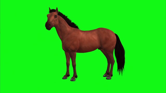 Horse, Green Screen, Animal. Free Stock Video - Pixabay