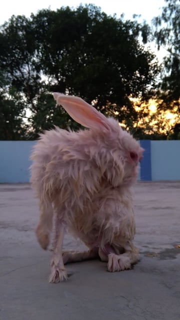Rabbit, Hare, Animal. Free Stock Video - Pixabay