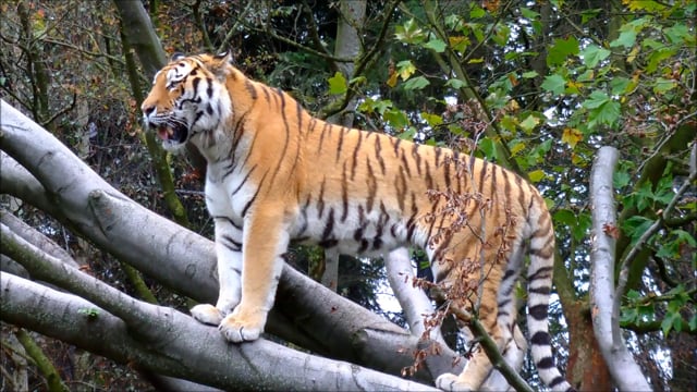 Tiger, Feline, Wild. Free Stock Video - Pixabay