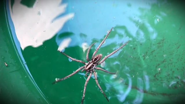 Spider, Arachnid, Fauna. Free Stock Video - Pixabay