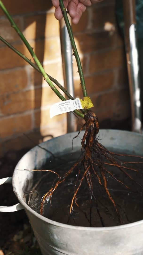 How to Plant a Bare Root Climbing Rose on Vimeo