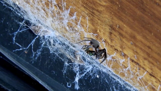 Spider Insect Cobweb - Free video on Pixabay