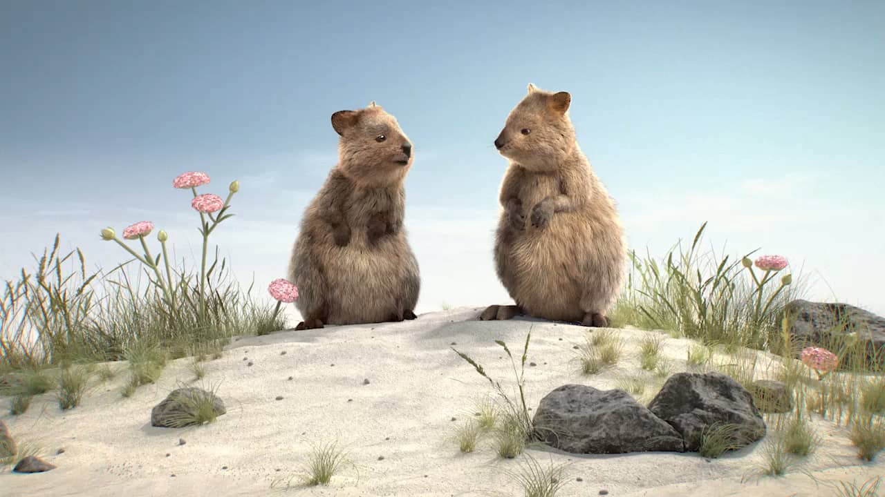 Quokka Shit (launch) on Vimeo