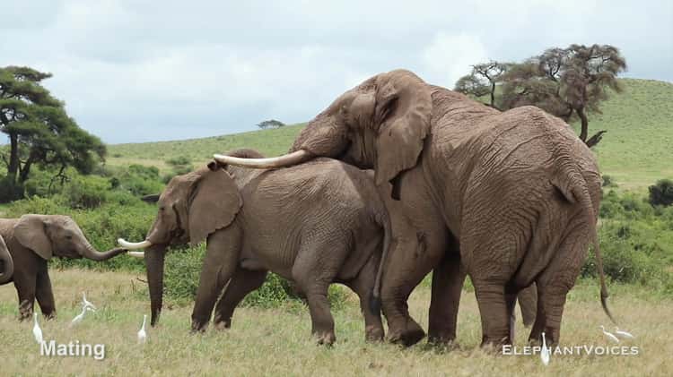 How Do Elephants Mate Video