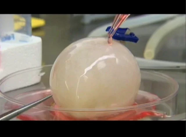 Wired Science Body Builders on Vimeo