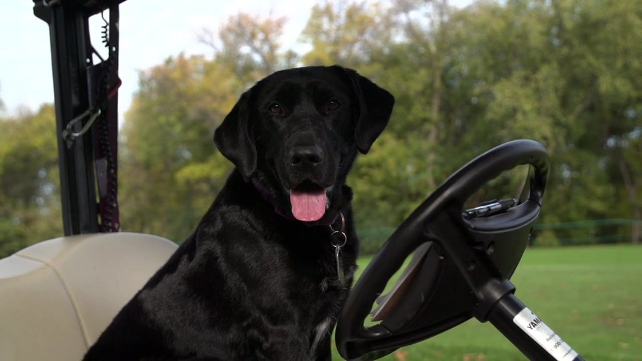 Super Dogs - GCSAA TV