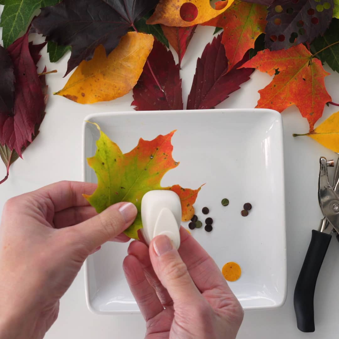 Make Nature Confetti with Leaves on Vimeo