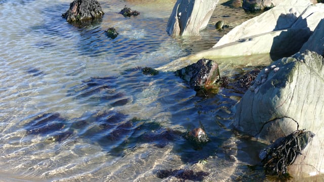 Rockpool Rock Pool Ripples - Free video on Pixabay