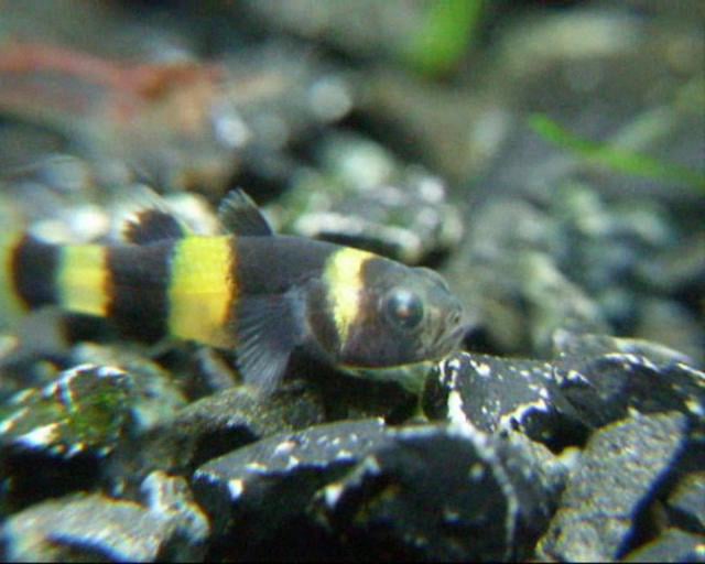 Gobio Avispa (Brachygobius xanthozonus) on Vimeo