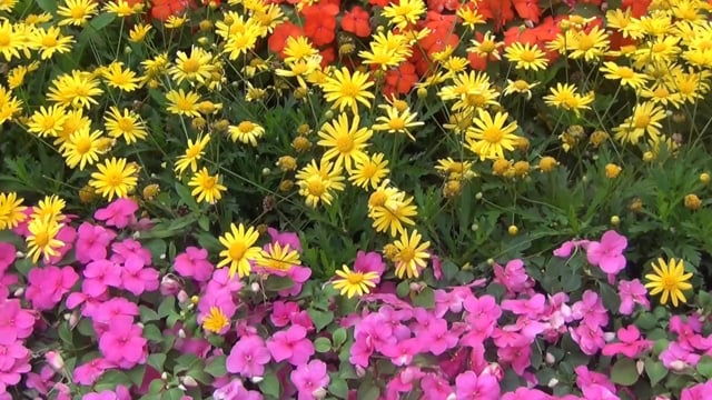 Garden, Flower, Dimensional Garden. Free Stock Video - Pixabay