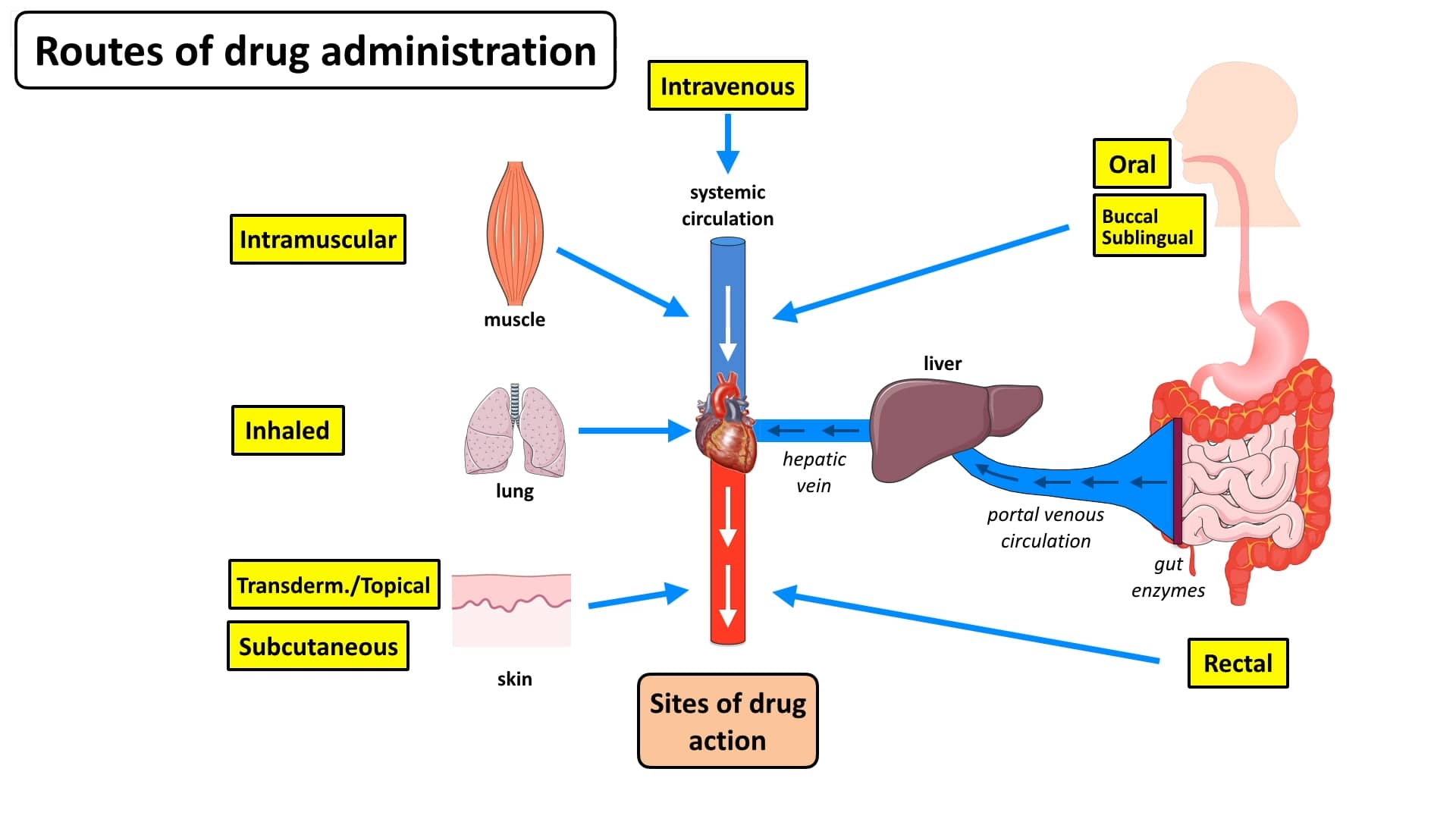 CPT-01-03-02 How are drugs absorbed into the body? on Vimeo