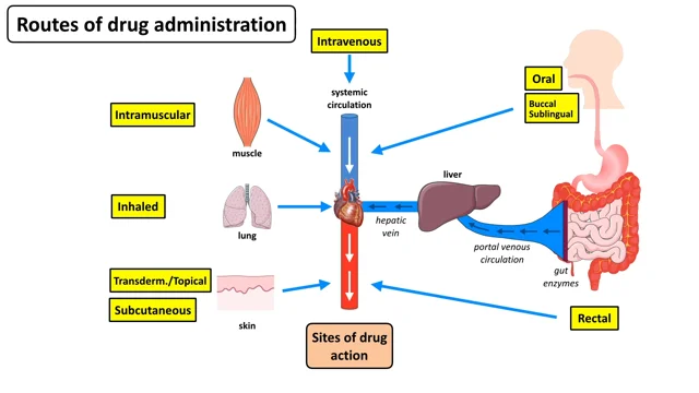 Drug Absorption Pharmacokinetics