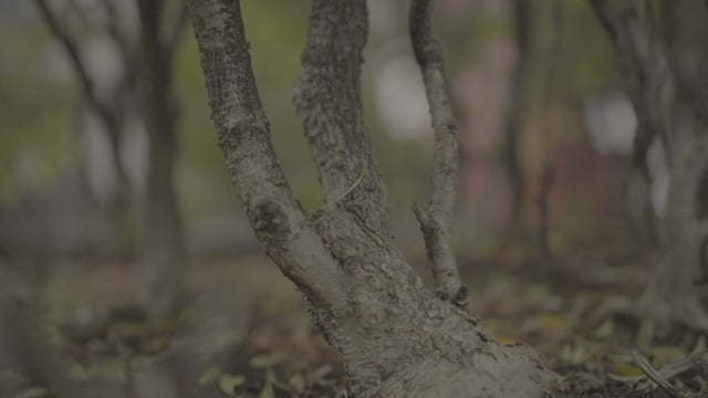 Twig, Limb, Nature. Free Stock Video - Pixabay