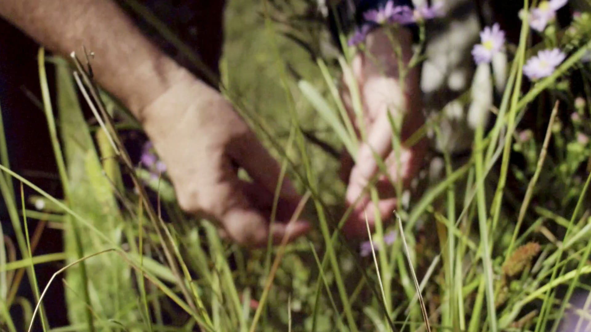 ITAC Header Videos - BF1502_ITAC_HeaderVideos_WildlifeNatureAdventure_V3 on Vimeo