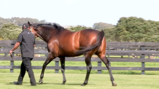 El Roca - Stallion | Breednet