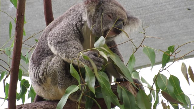 Koalas, Bear, Zoo. Free Stock Video - Pixabay