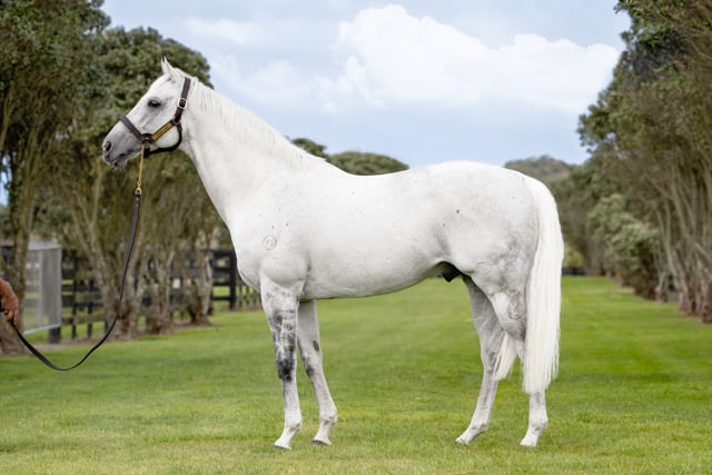 Reliable Man - Stallion | Breednet