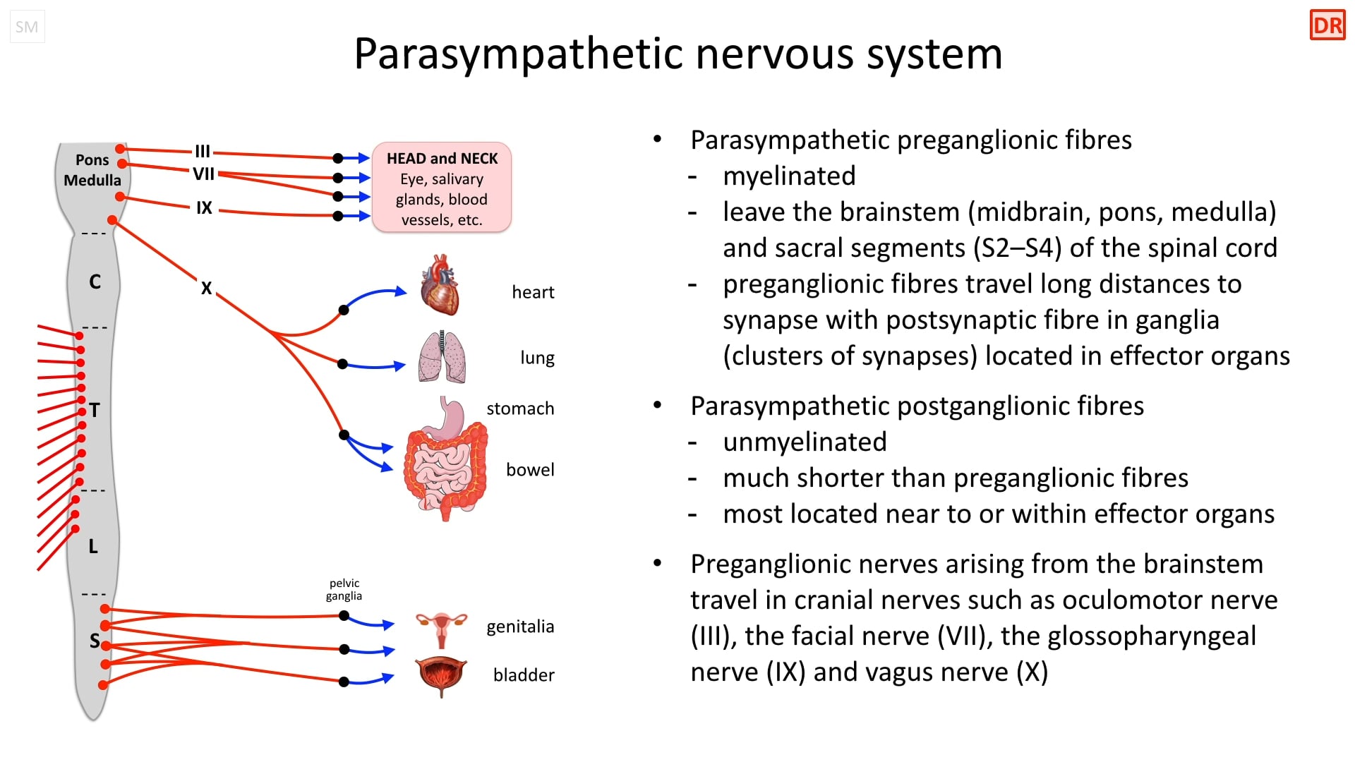 CPT-02-04 What is the parasympathetic NS on Vimeo
