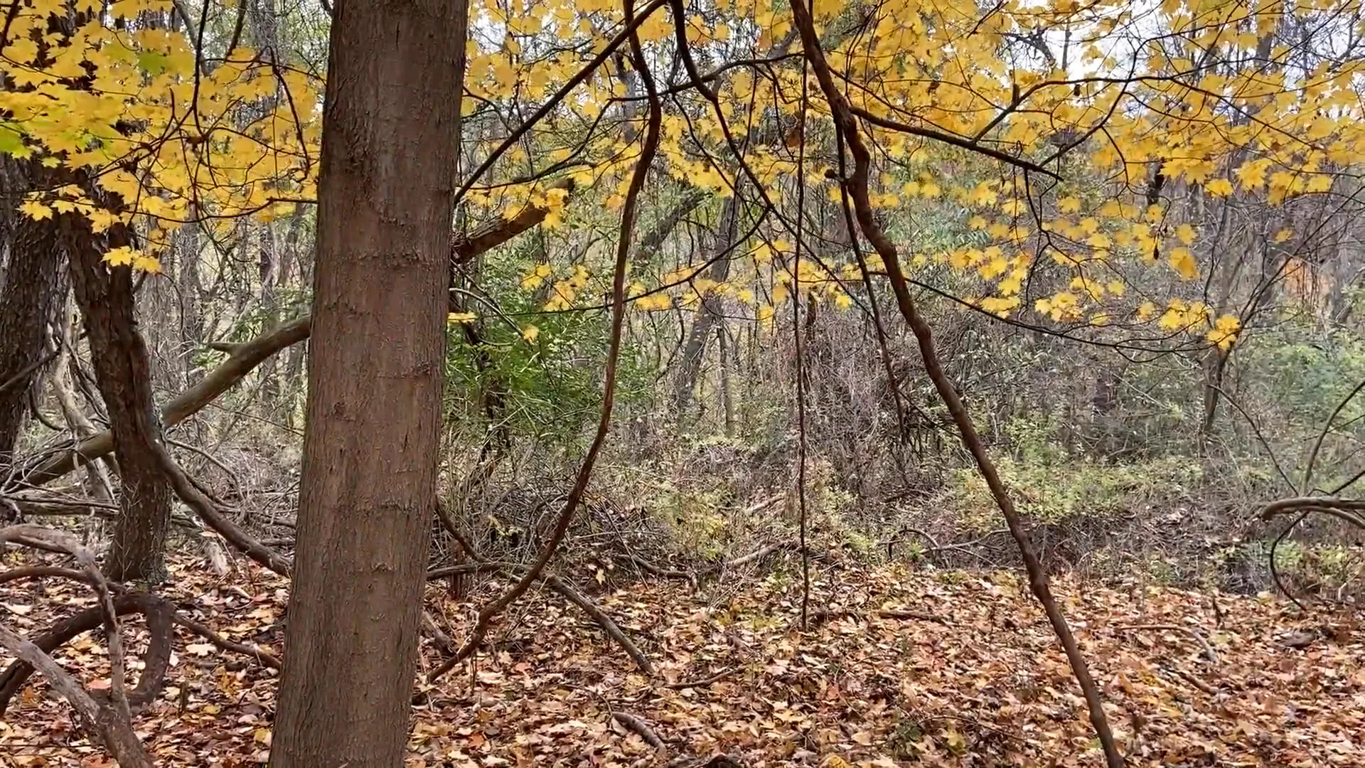 guilt. on Vimeo