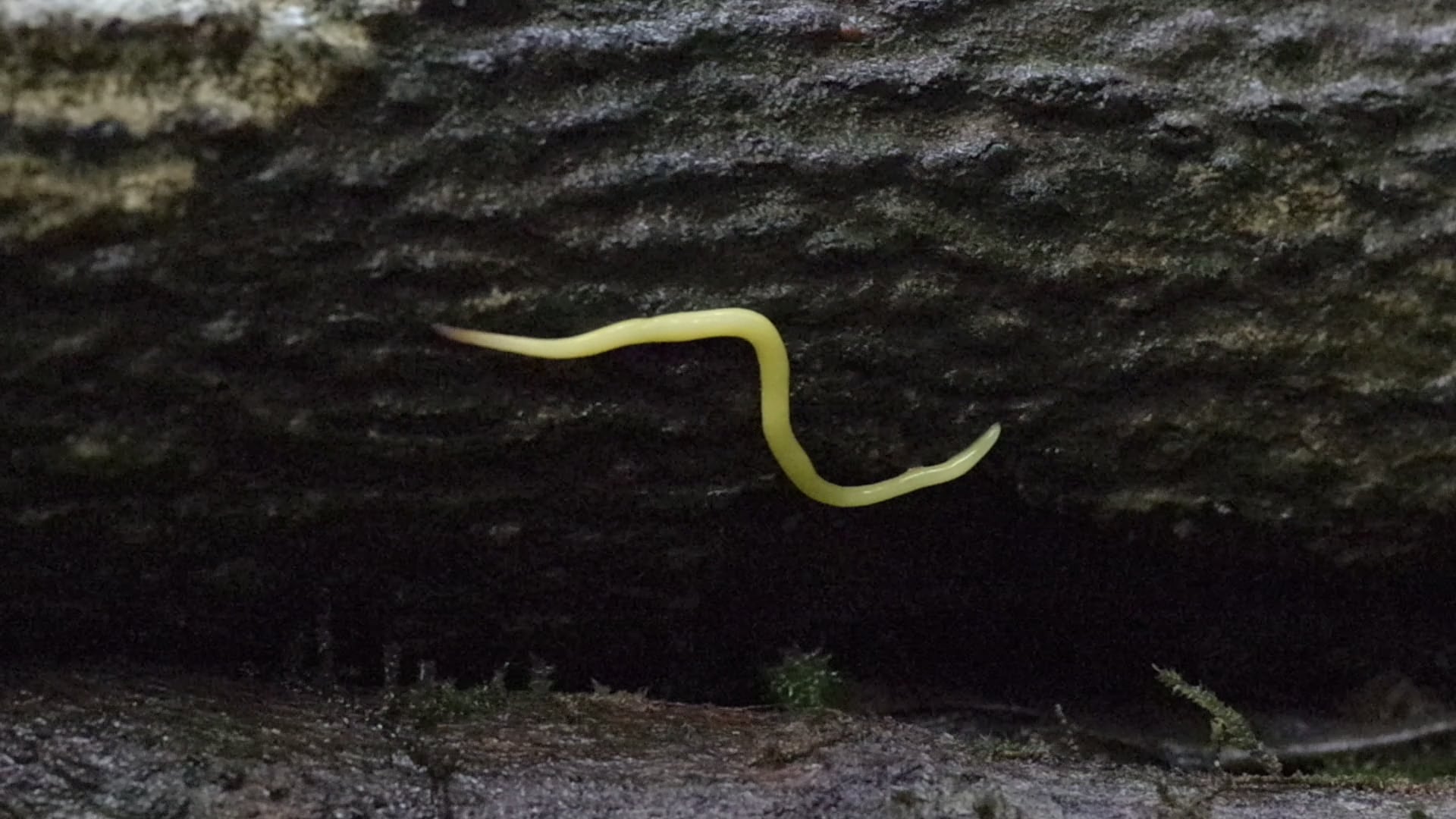 Canary Worm on Vimeo