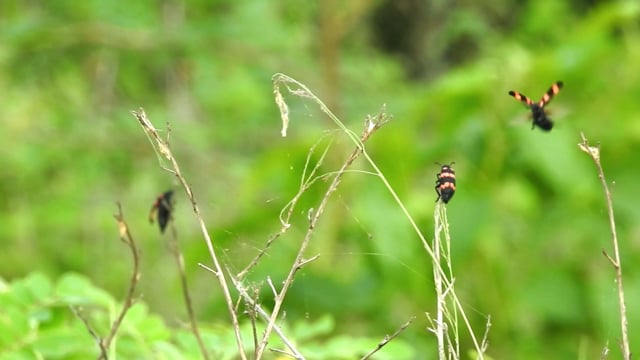 Beetle, Leaf Beetle, Flying. Free Stock Video - Pixabay