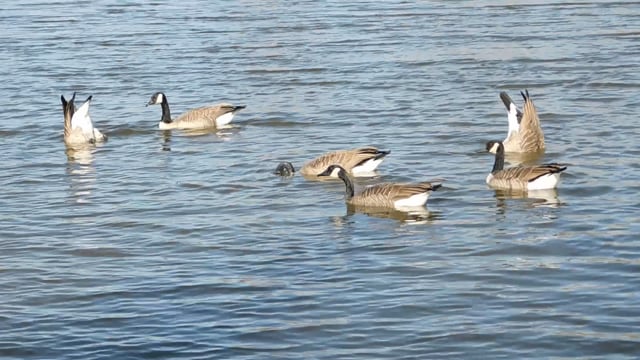 Birds Water Lake - Free video on Pixabay