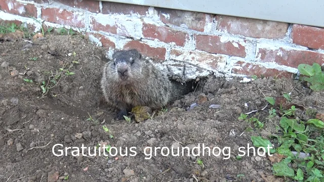 Hibernating Groundhog