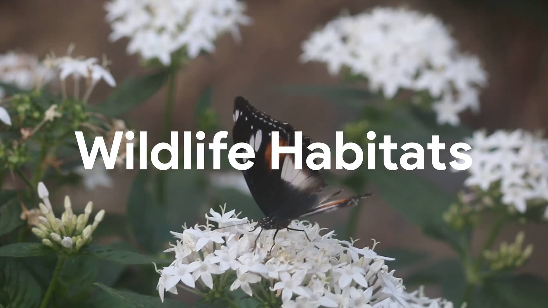 Wildlife Habitats on Vimeo