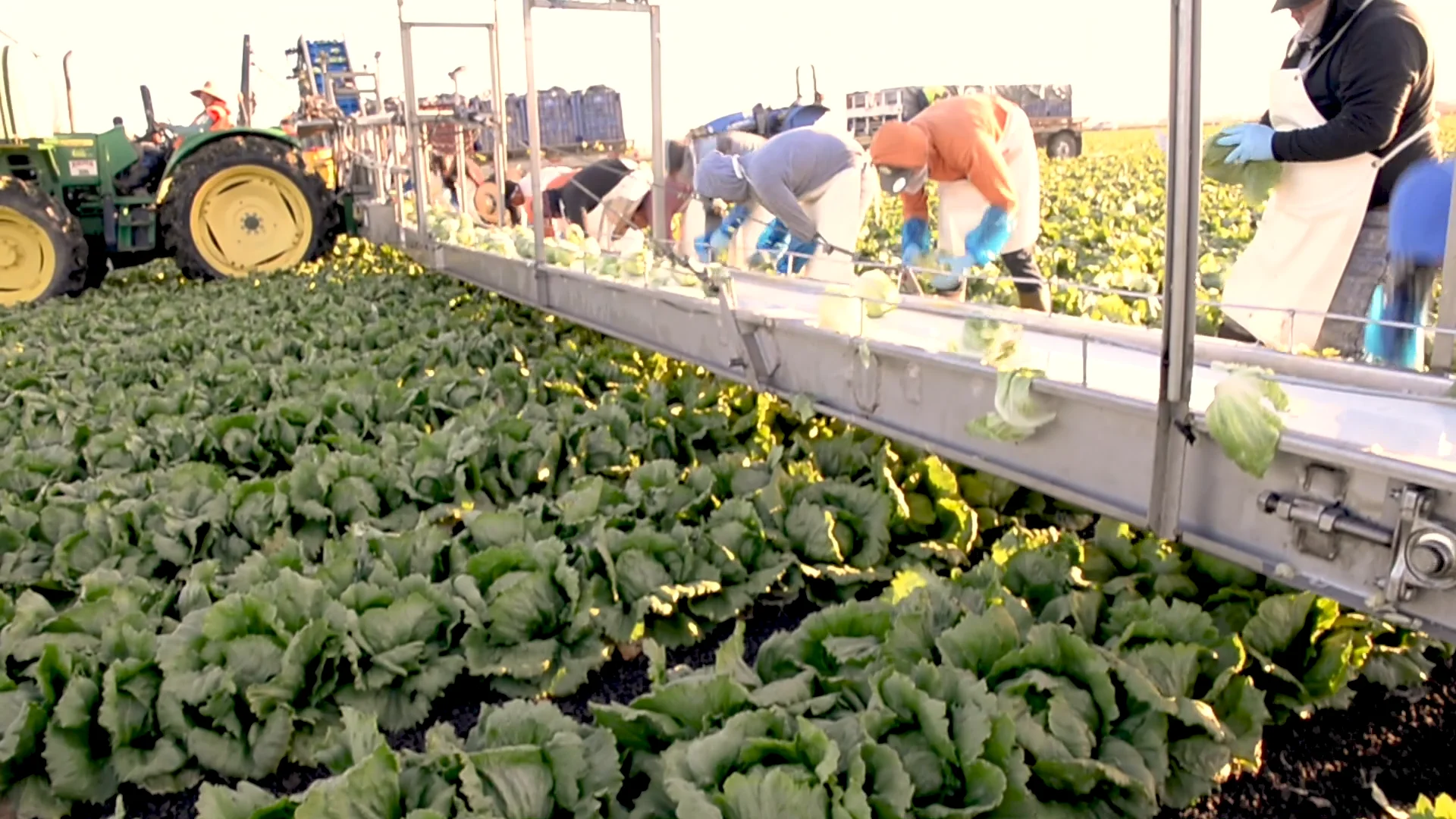 Field to Fresh Cut Iceberg on Vimeo
