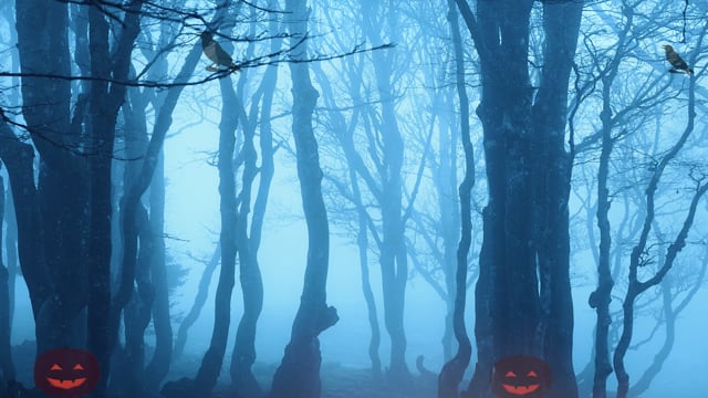 Halloween Forest Left Free Stock Video - Pixabay