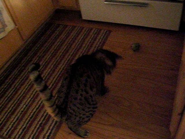 Dingleberry Cat Chases Dingleberry on Vimeo