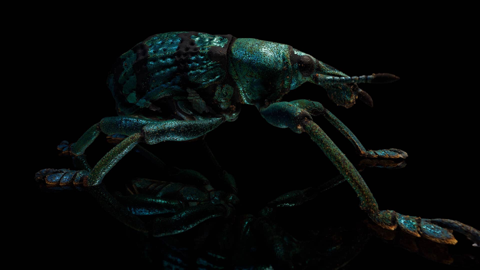 Macroscan animation - Teal Weevil beetle (Eupholus chevrolati) on Vimeo