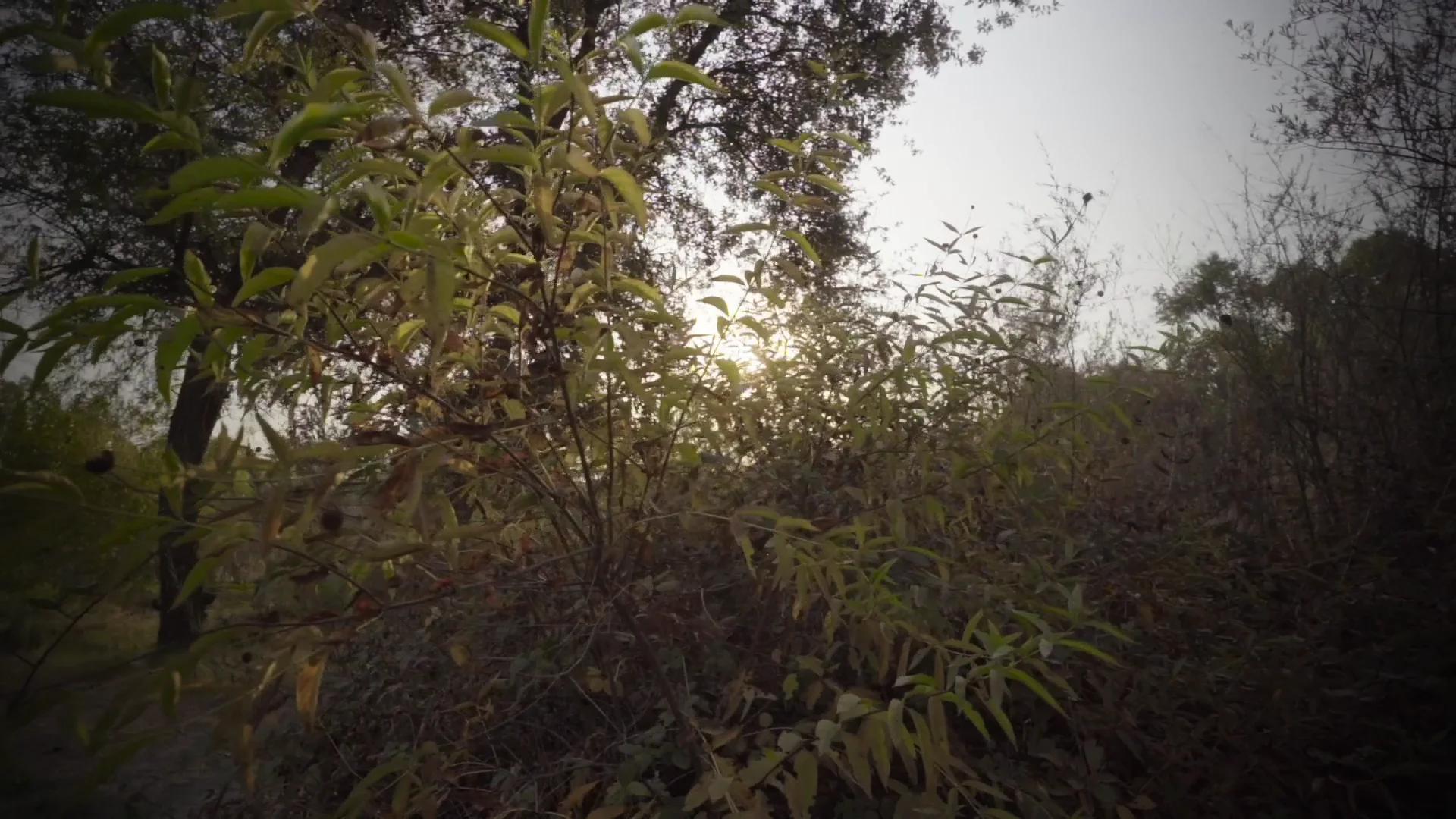 Venus Flytrap_A Dance Visual on Vimeo