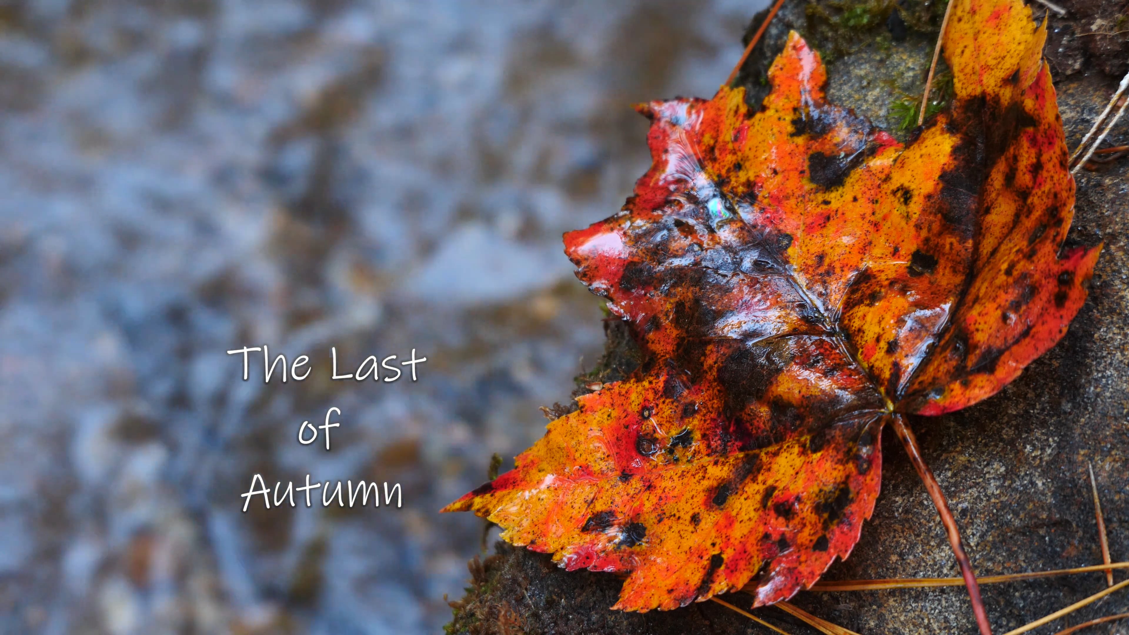 The Last of Autumn on Vimeo