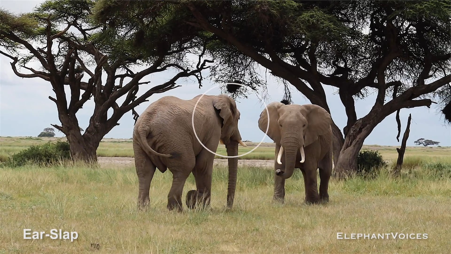 Ear-Slap. Context: Aggressive (5) on Vimeo