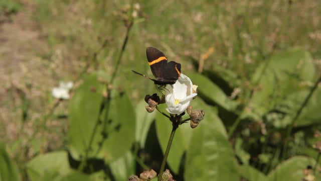 Papillon Le Printemps Insectes - Free video on Pixabay - Pixabay