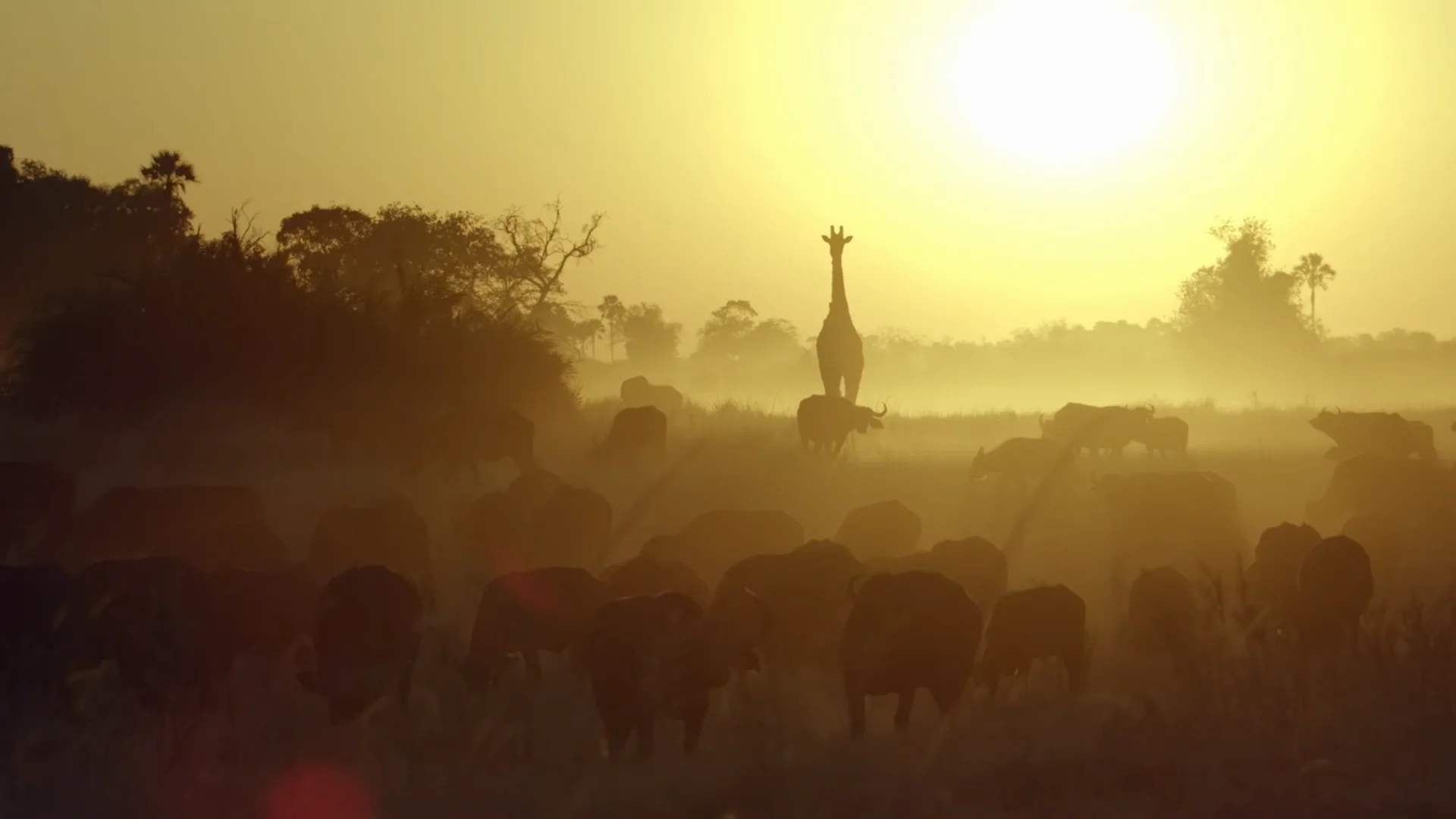 Dominic Hamilton Showreel