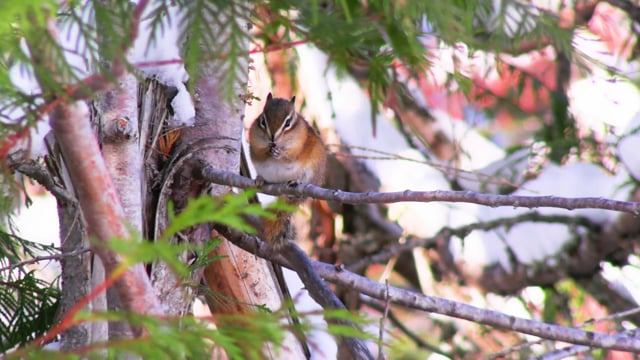 Chipmunk, Tree, Small. Free Stock Video - Pixabay