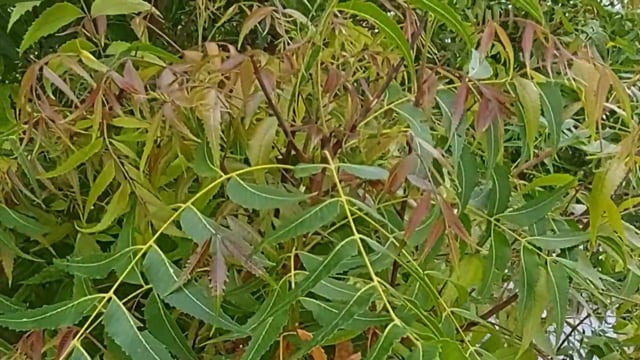 New Leaves, Neem, Tree. Free Stock Video - Pixabay