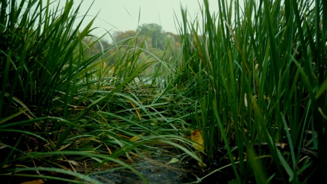 500+ Free Pond & Water Videos, HD & 4K Clips - Pixabay