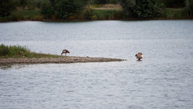 Egyptian Geese Lake Island Free Stock Video - Pixabay