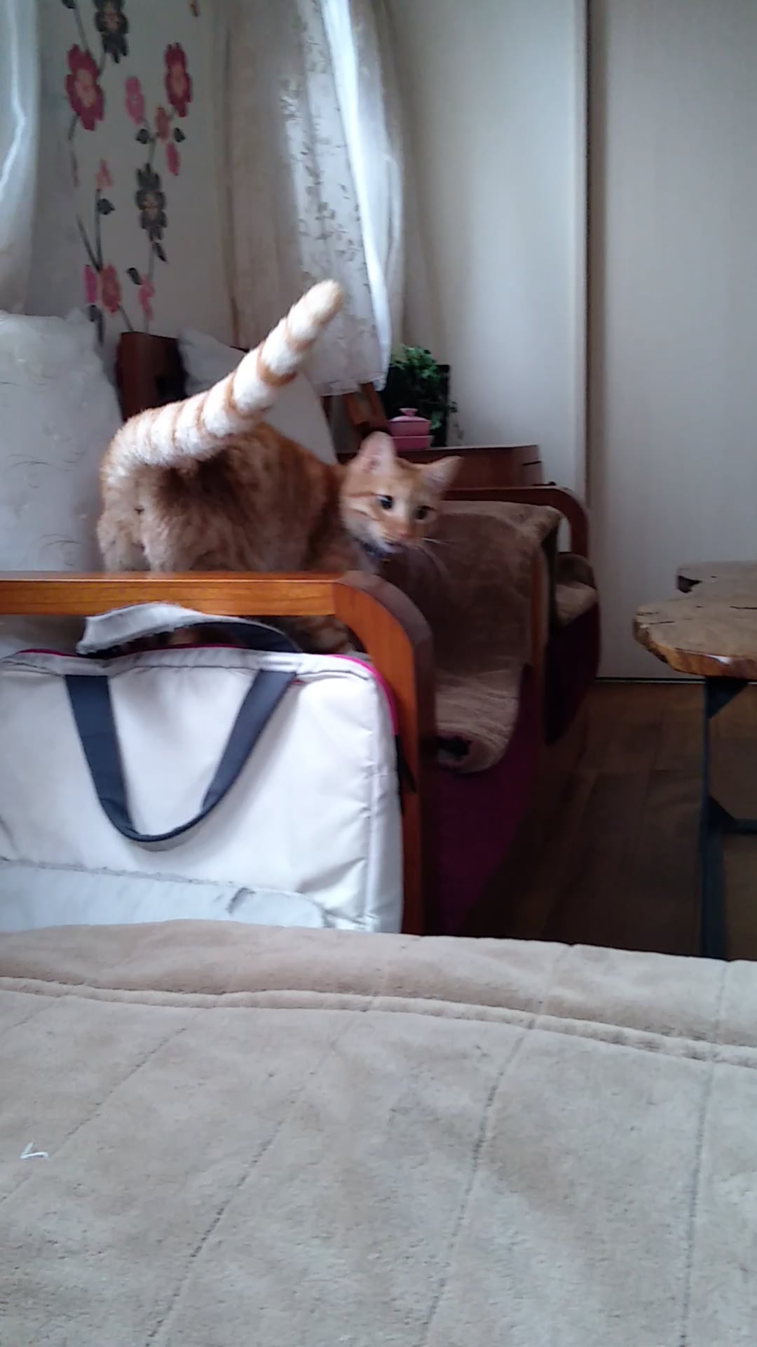 ムティアン投薬後13日目 on Vimeo