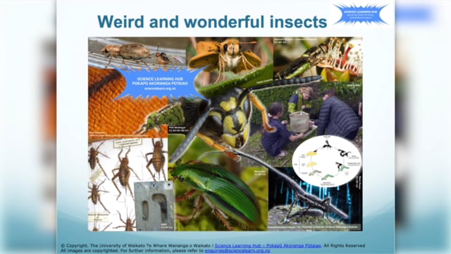 All about insects — Science Learning Hub